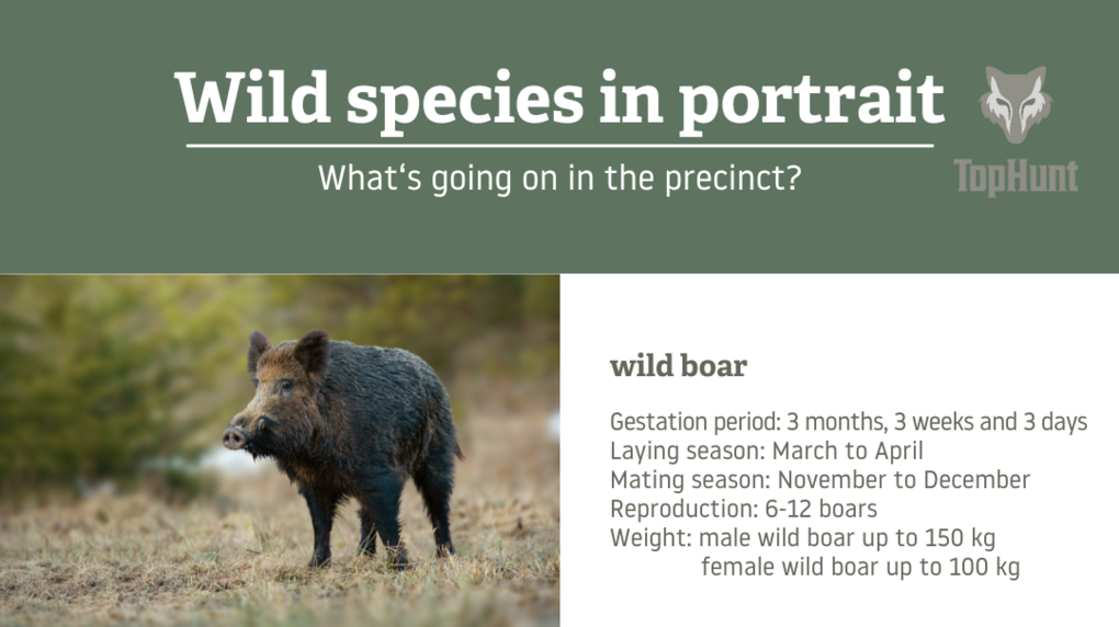 A closer look - the wild boar in portrait - TopHunt GmbH
