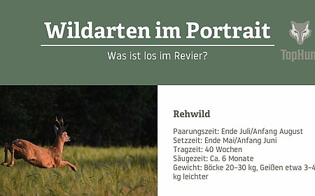 Genauer betrachtet - Rehwild im Portrait - TopHunt GmbH