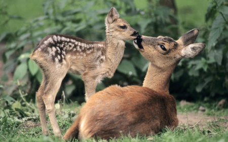 Together for hunting! - TopHunt GmbH