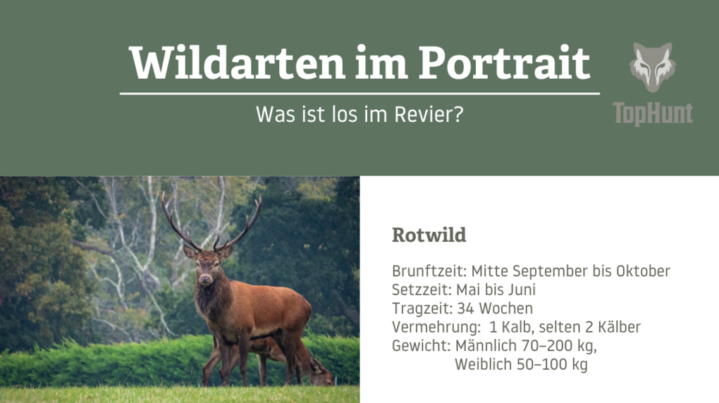 Genauer betrachtet - Rotwild im Portrait - TopHunt GmbH