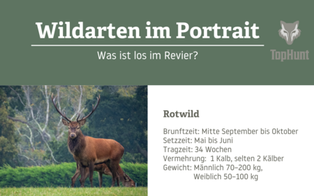 Genauer betrachtet - Rehwild im Portrait - TopHunt GmbH